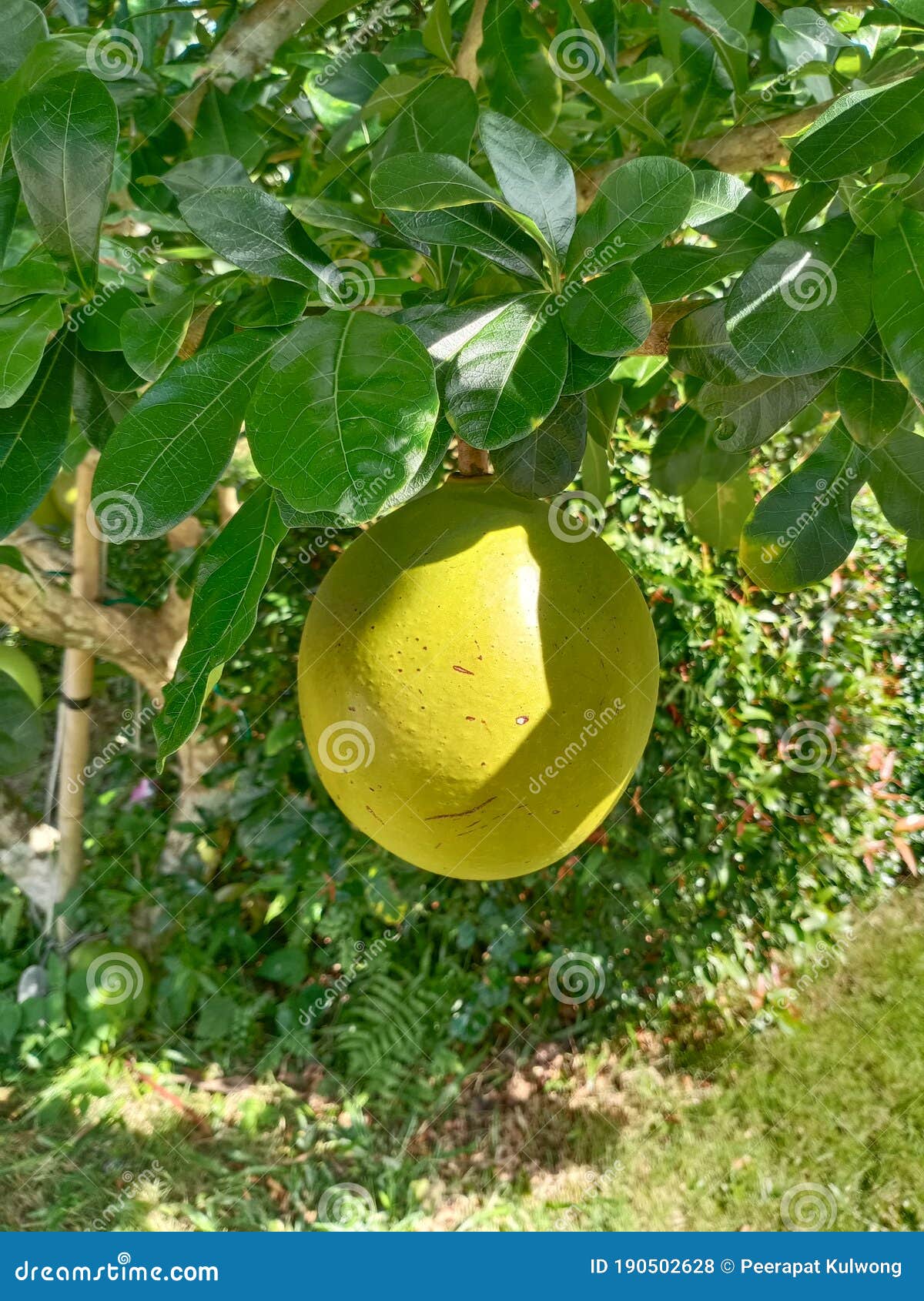 Light Yellow Fruit that Looks Appetizing. Stock Photo - Image of ripe ...
