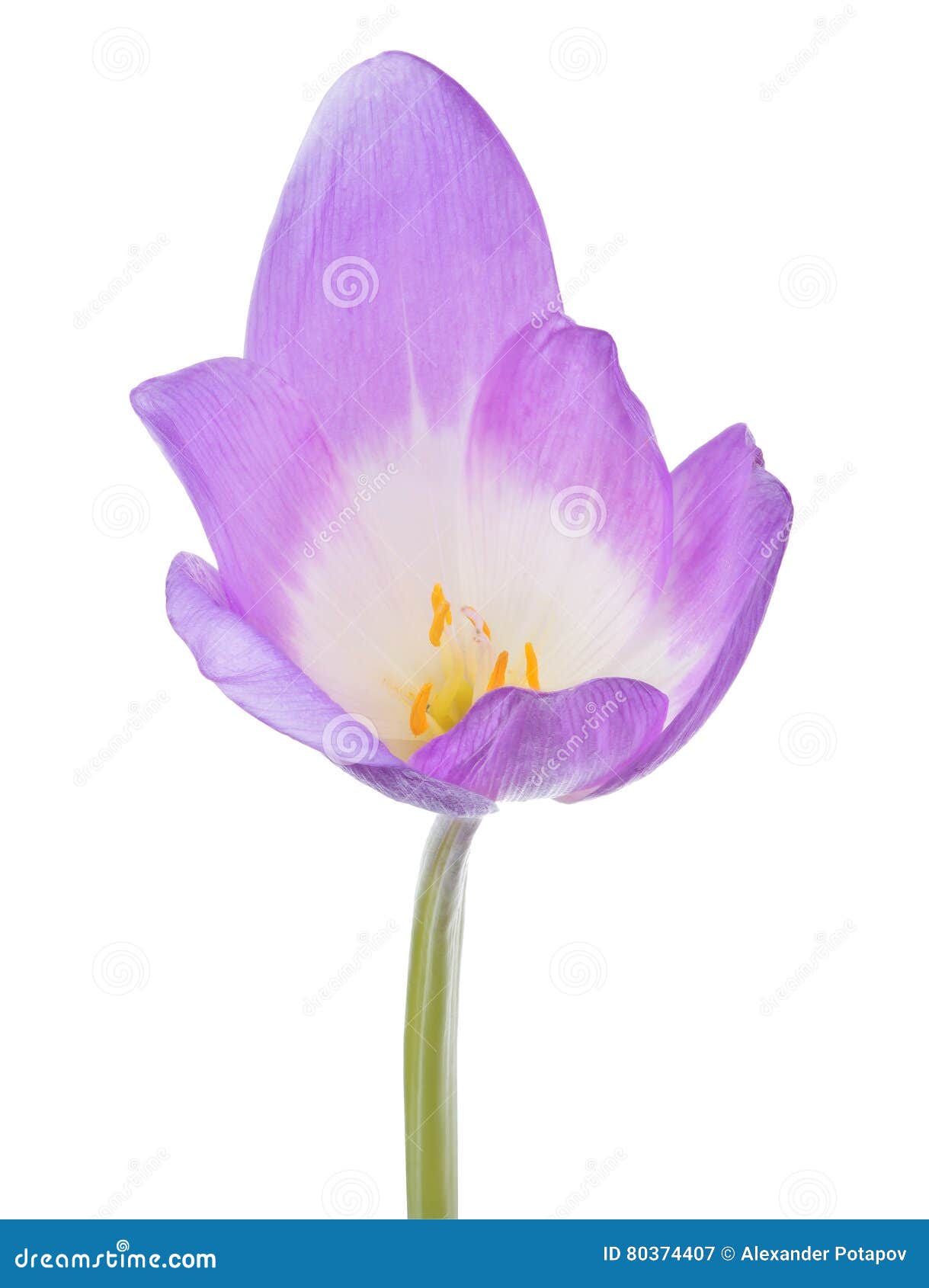 Large Lilac Crocus Flower on White Stock Image - Image of flower ...