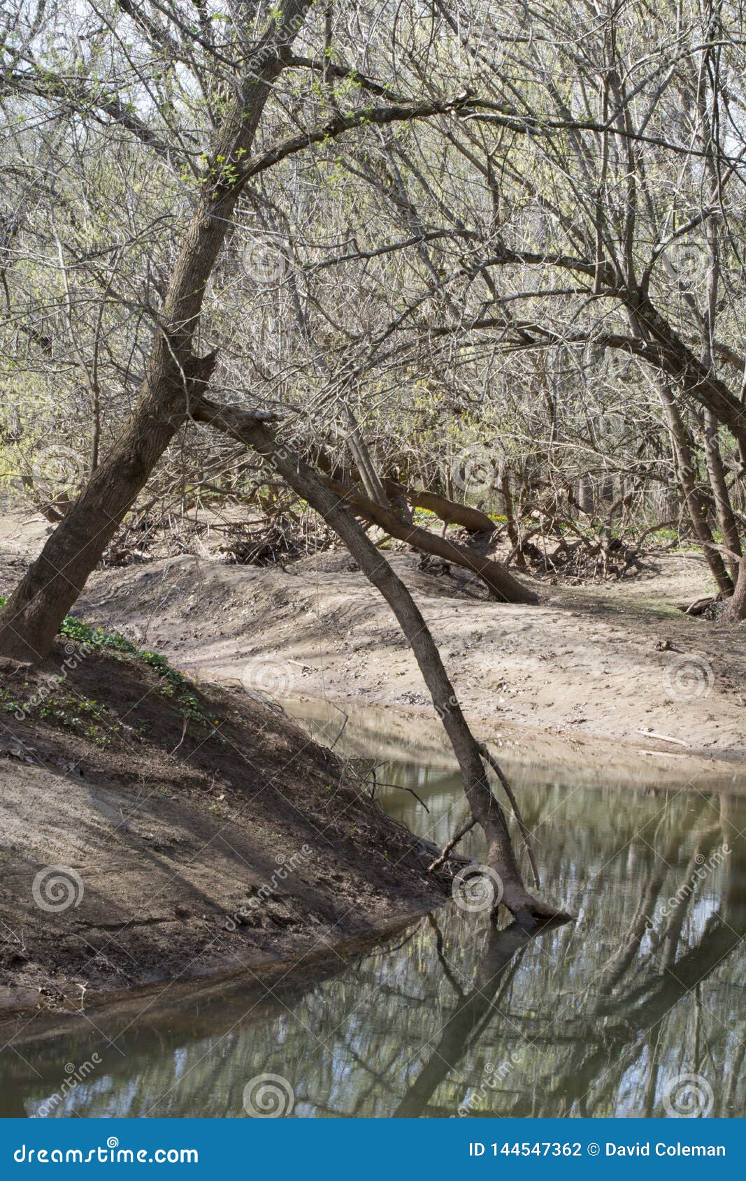 A Large Limb Bends Down To the Water Stock Photo - Image of early ...