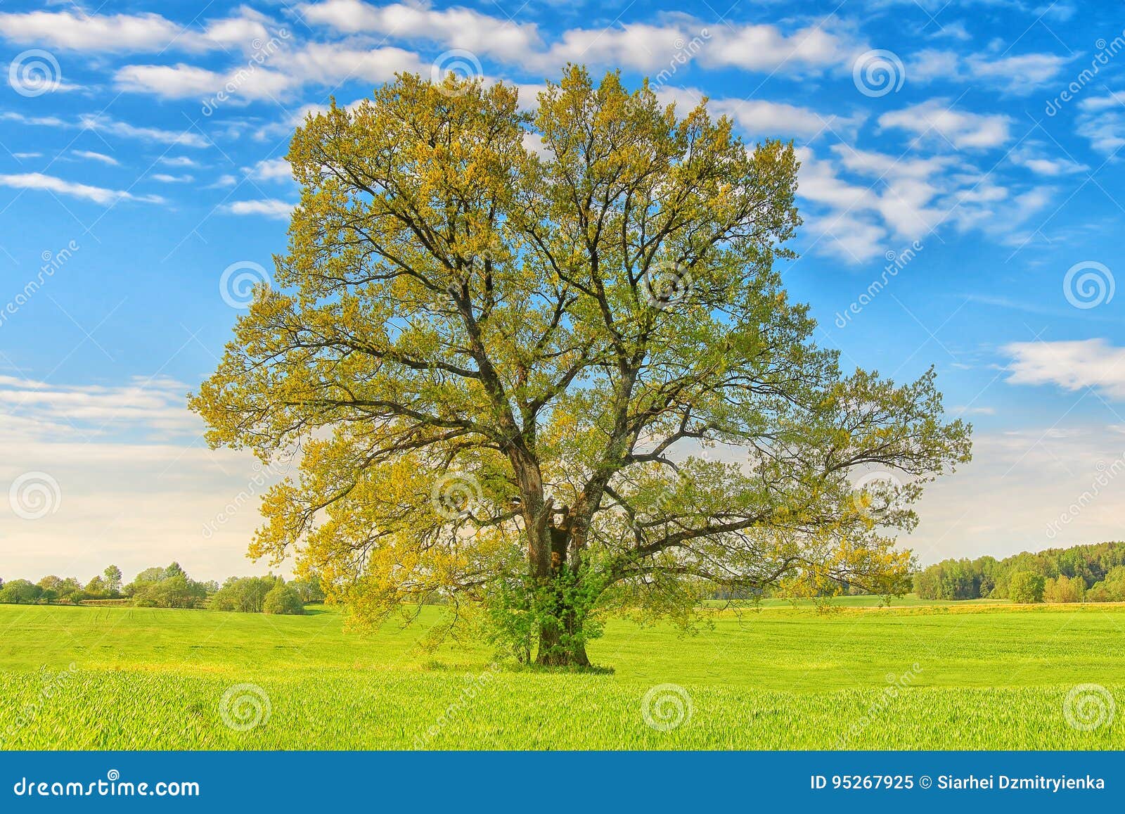 A Large Lime Tree on Green Meadow on Sunny Bright Summer Day Stock ...