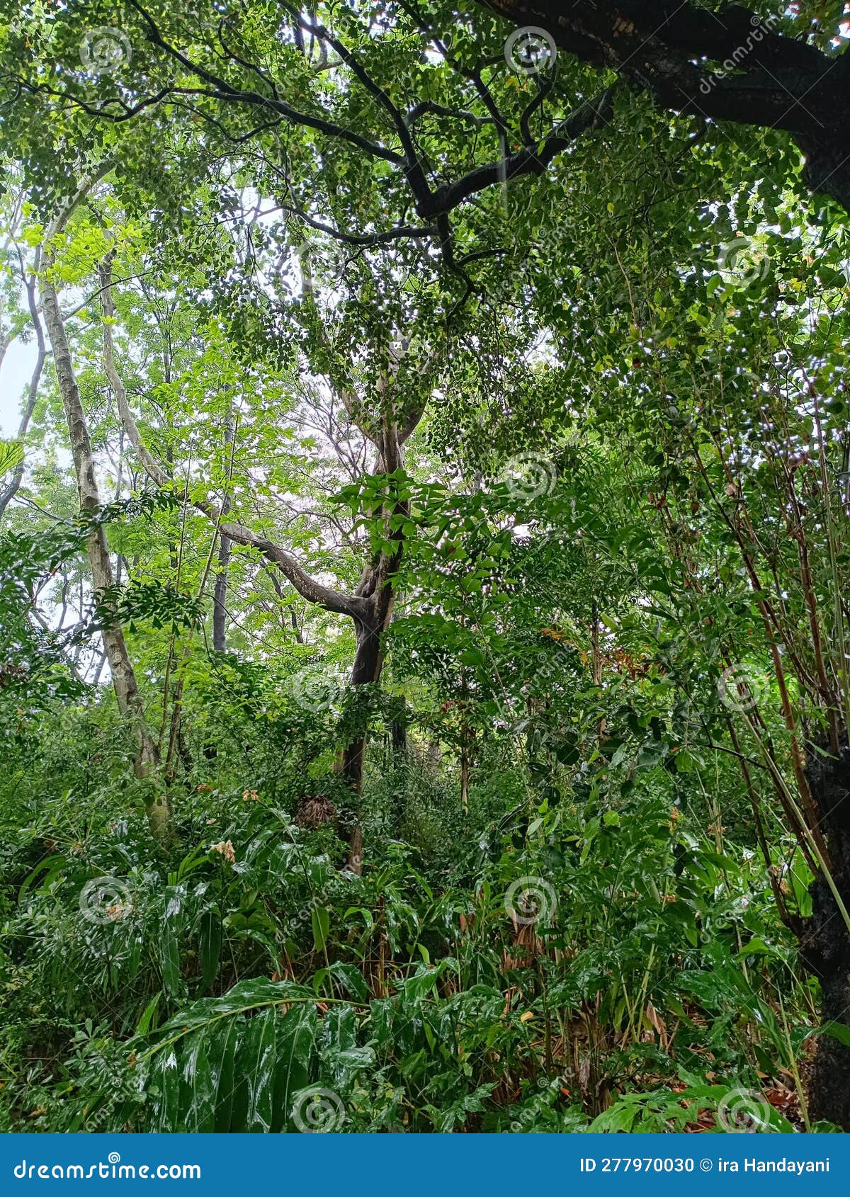 Large Linden Tree with Dense Green Foliage Stock Photo - Image of ...