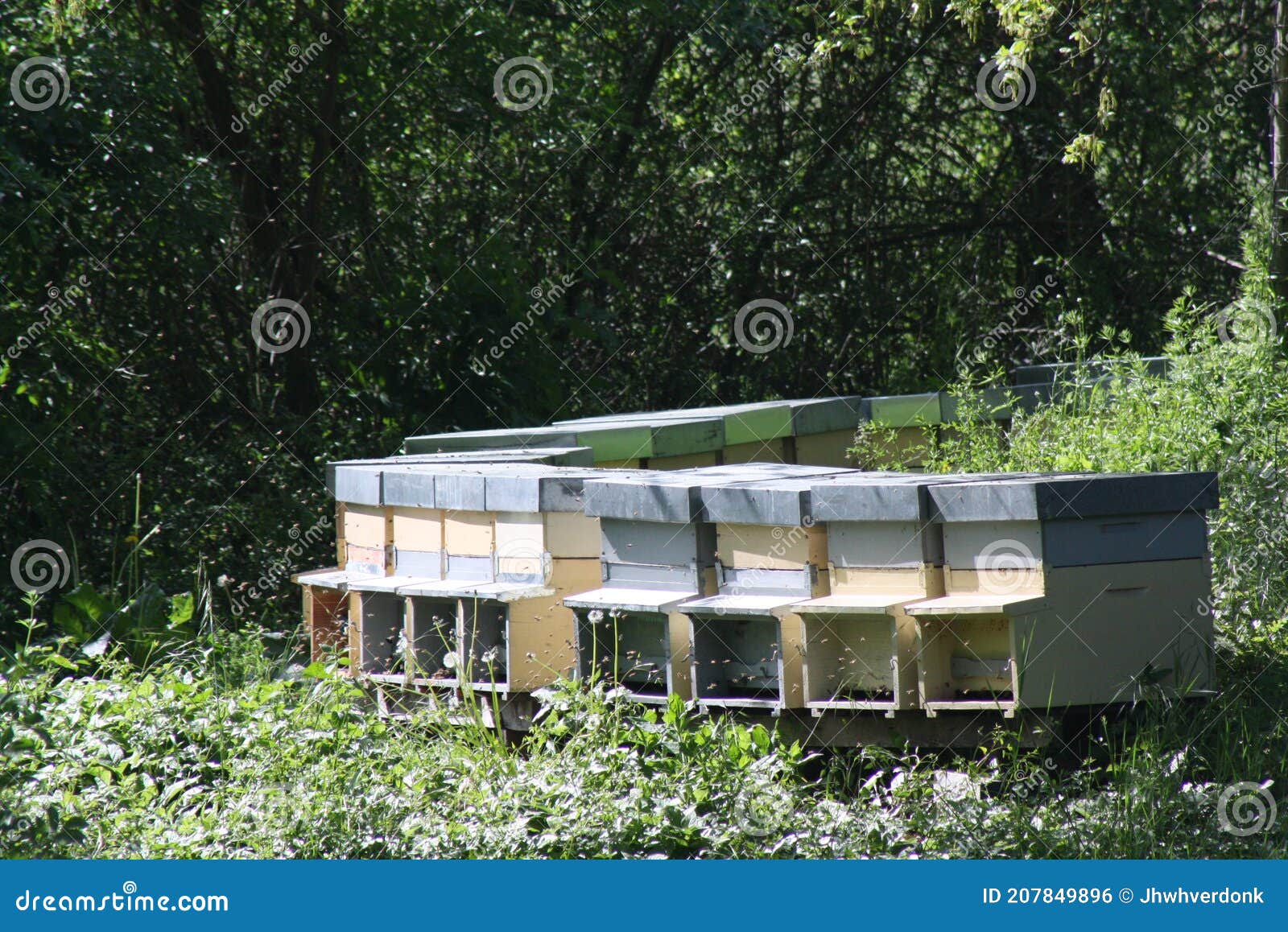 A Large Line of Artificial Beehives Used for the Harvest of Honey Stock ...