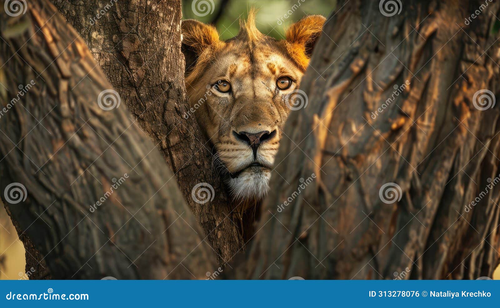 Large Lion Hiding in Branches and Leaves of a Big Tree. Stock Photo ...