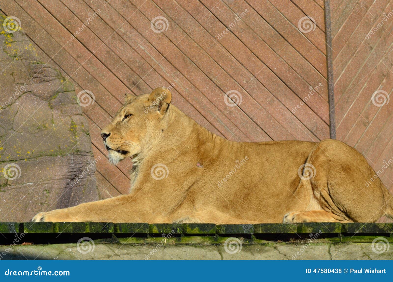 Lion In Sphinx Pose Royalty-Free Stock Photo | CartoonDealer.com #47255247