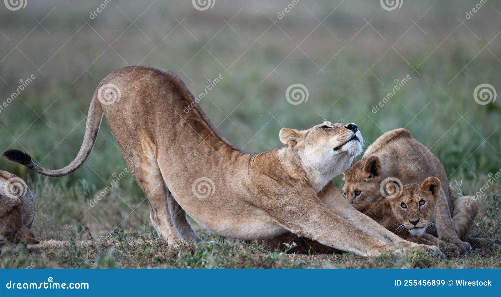 Large Lioness Stretching Out on a Field Stock Image - Image of lioness ...