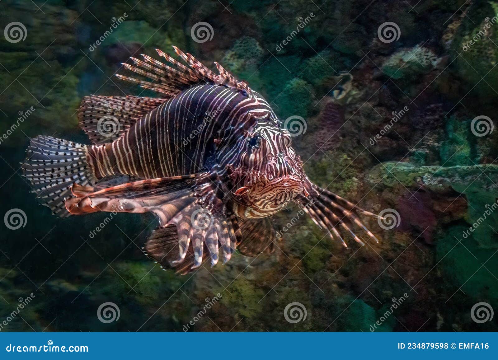 A Large Lionfish Swimming Underwater Stock Photo - Image of tail ...