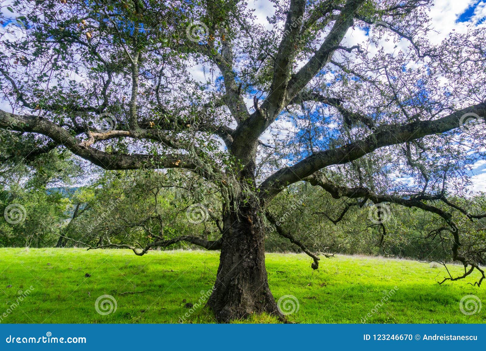 Spreading Crown Tree Woods Stock Photos - Free & Royalty-Free Stock ...