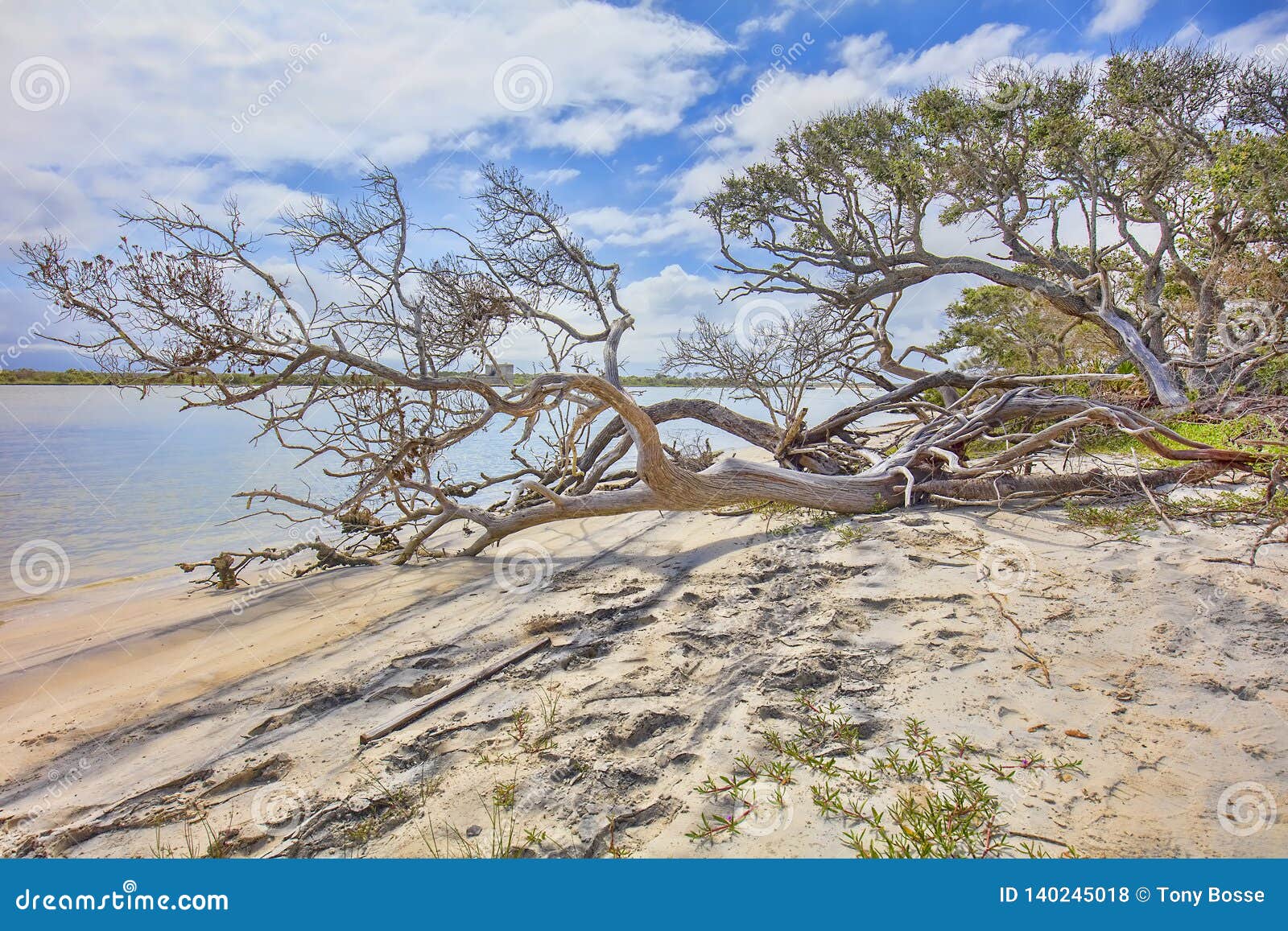 Large Living Driftwood on the Beach Stock Photo - Image of timber ...