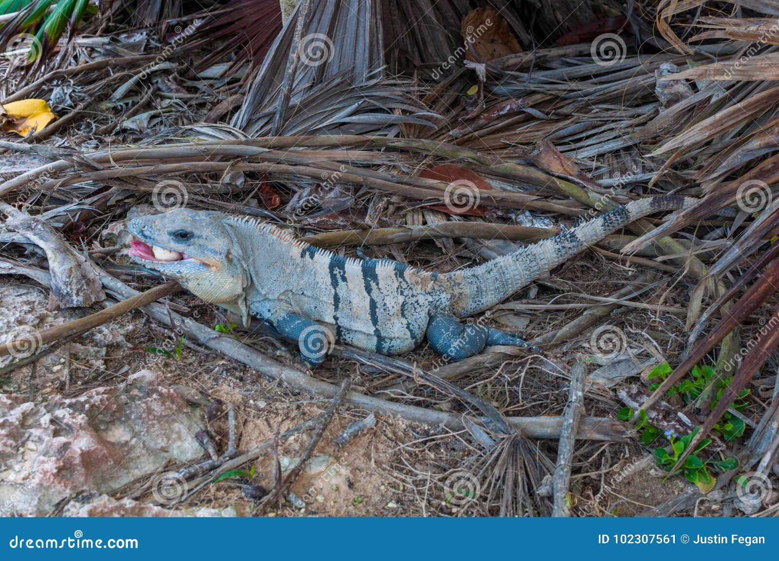 Large Lizard Eating Fruit,Mexico Stock Image - Image of creature ...
