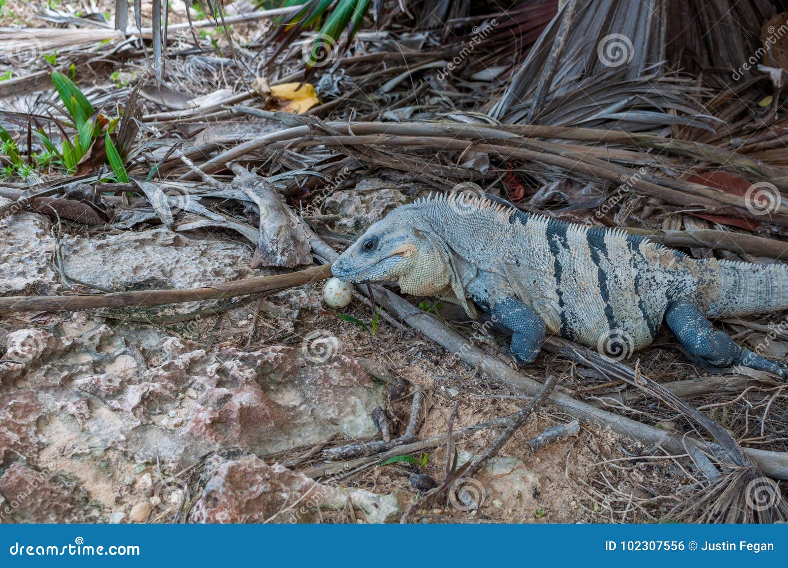 Large Lizard Eating Fruit, Mexico Stock Photo - Image of nature ...