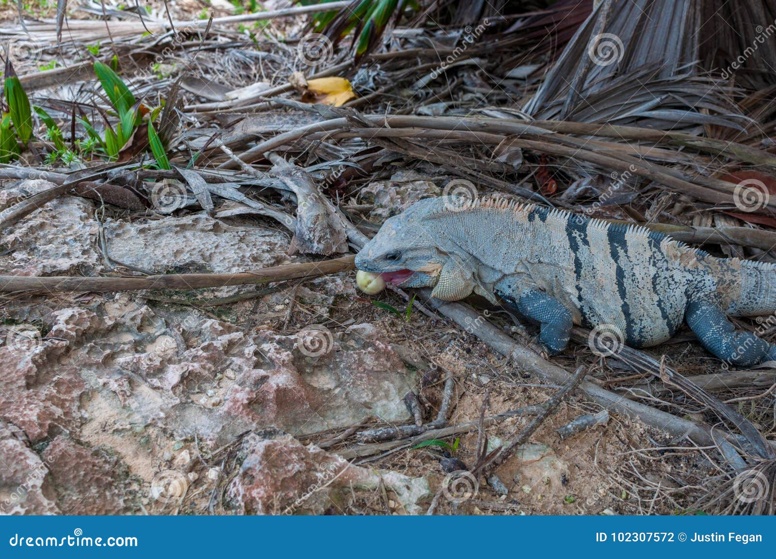 Large Lizard Eating Fruit, Yucatan Stock Photo - Image of beautiful ...