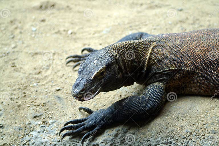 Large Lizard on a Light Background Stock Photo - Image of portrait ...