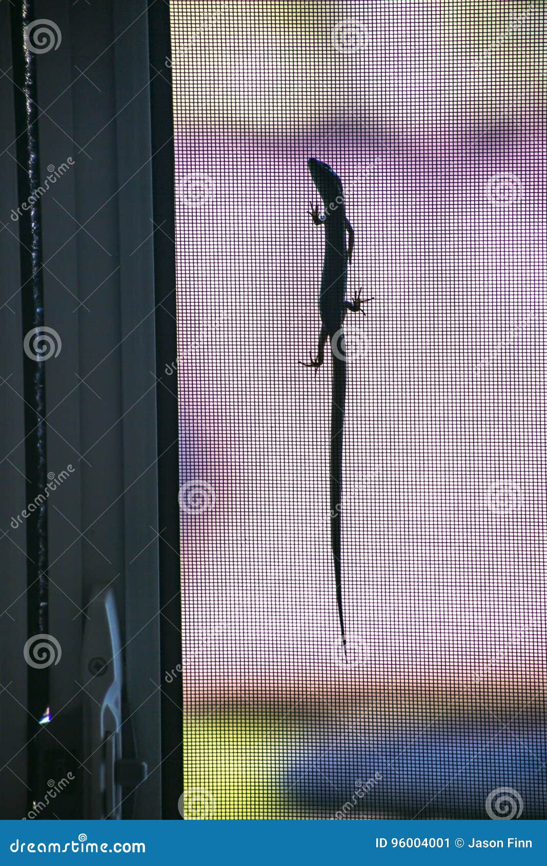 Large Lizard on Screen Door Stock Image - Image of lizard, door: 96004001