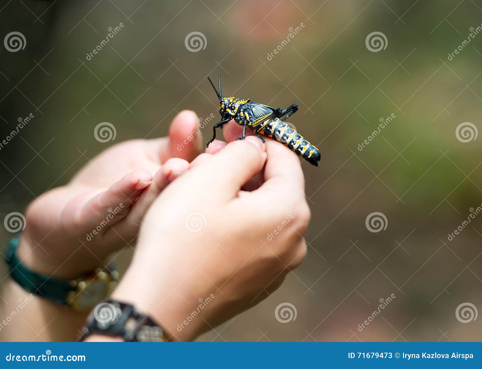 Large Locust in Hands at the Person. Stock Image - Image of cling ...