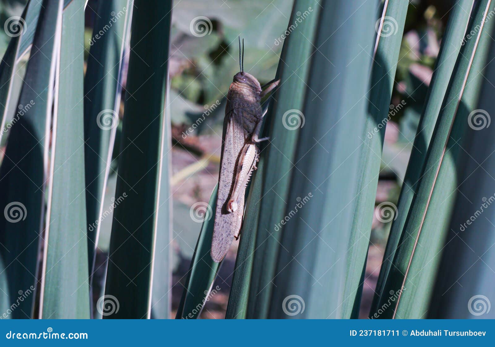 Large locust stock image. Image of outdoor, antenna - 237181711