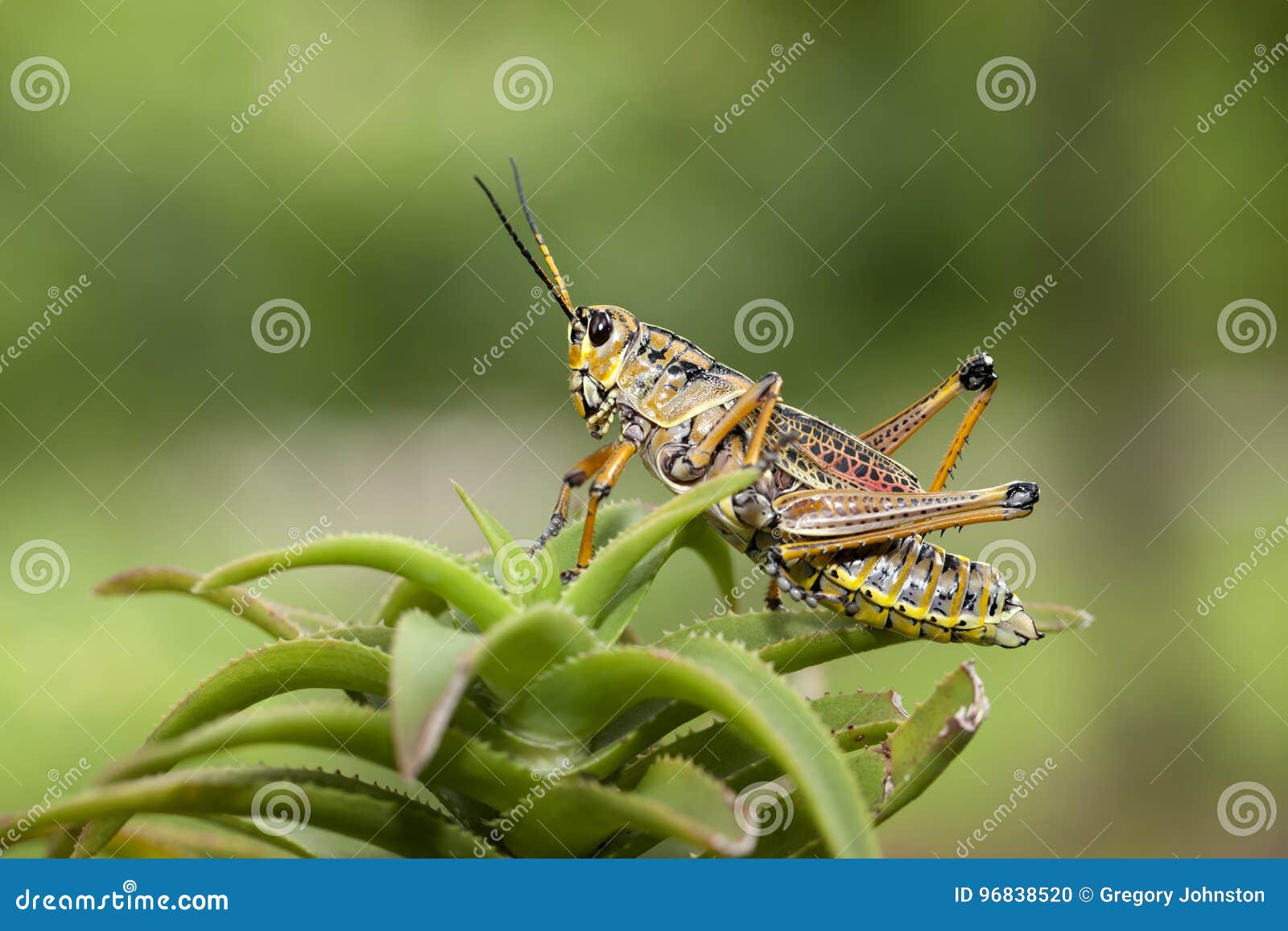 Large locust on a plant. stock photo. Image of wild, close - 96838520