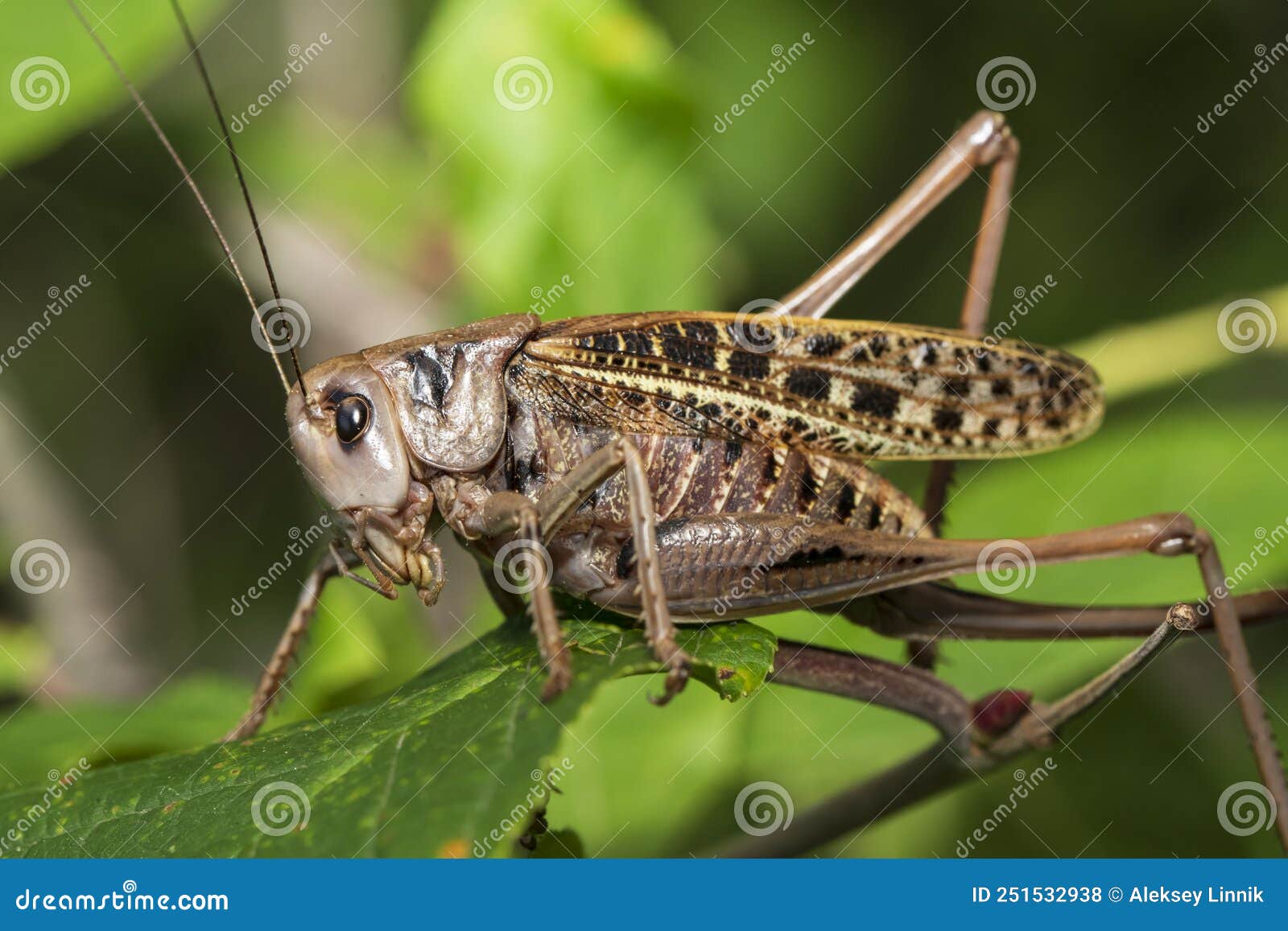 A Large Locust is Sitting on a Leaf Stock Photo - Image of pollinate ...