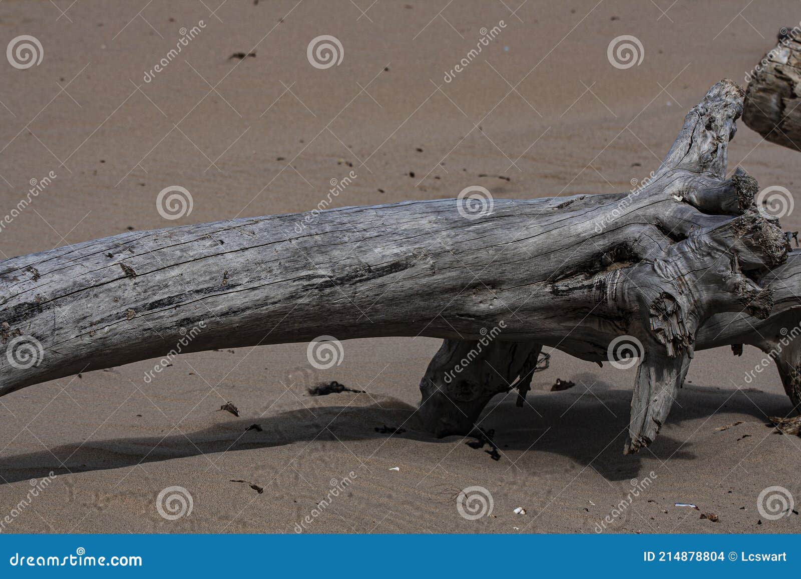Large Log of Drift Wood Washed Up on Beach Stock Photo - Image of beach ...