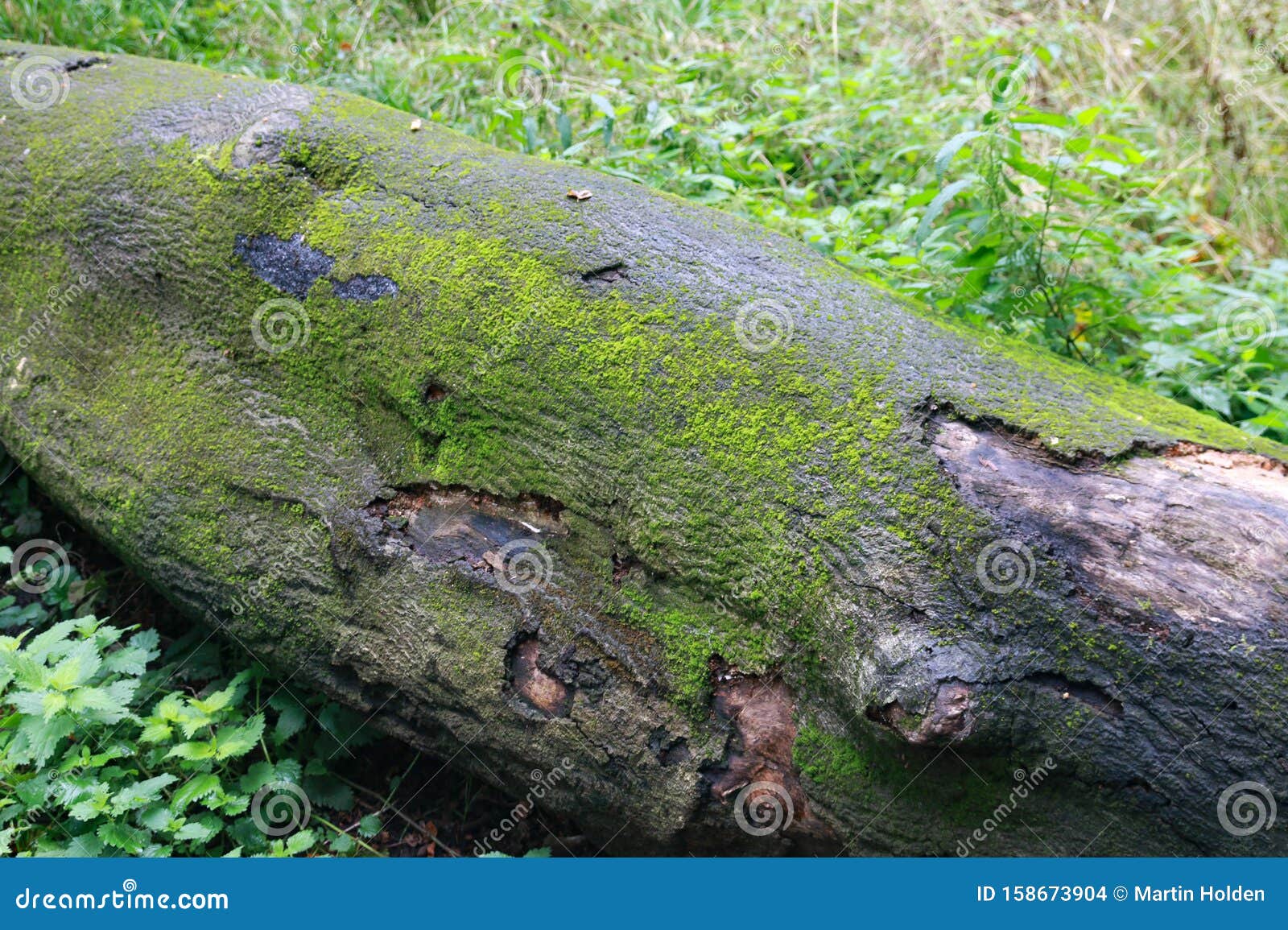 Large log stock photo. Image of trunk, environment, tree - 158673904