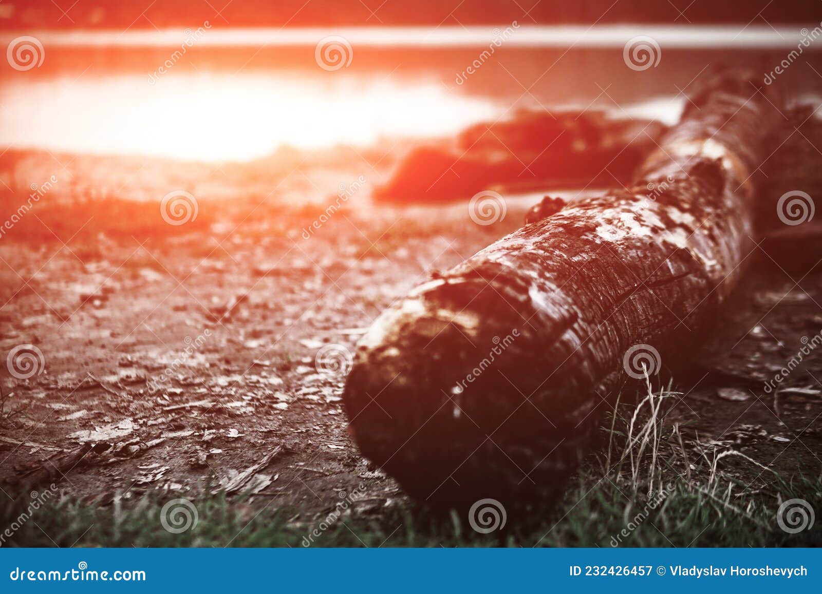 A Large Log Lies on the Shore. Burning Fire on the Beach. Beach ...