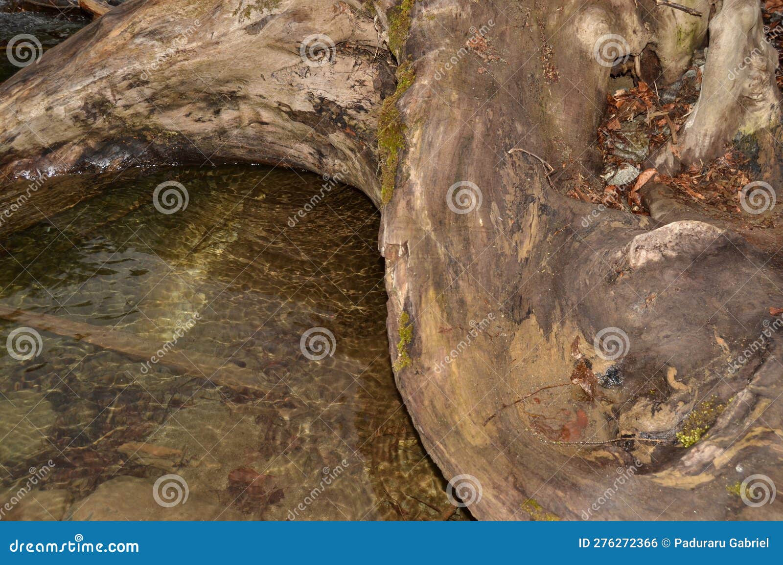 A Massive Log Stuck in a River Stock Photo - Image of wildlife, soil ...