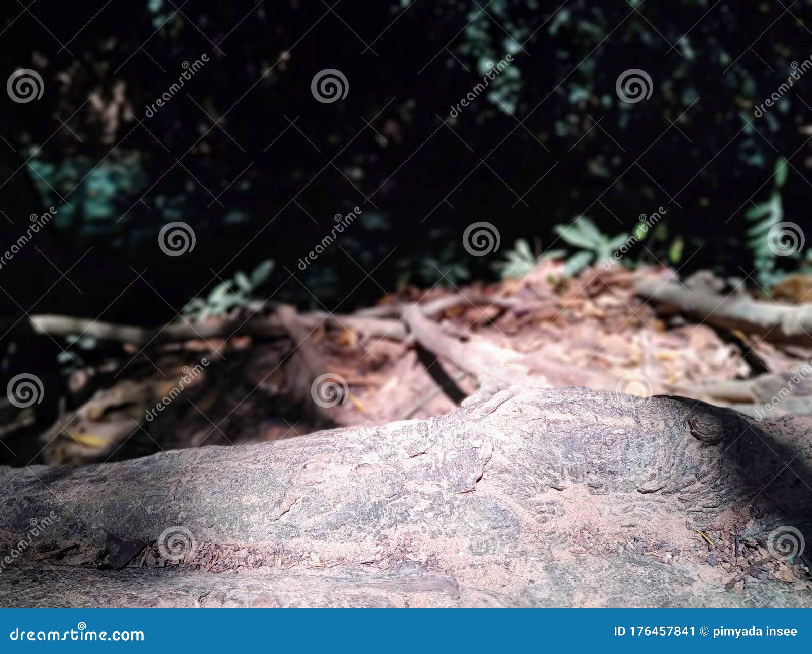 Large log stock image. Image of timber, large, tree - 176457841