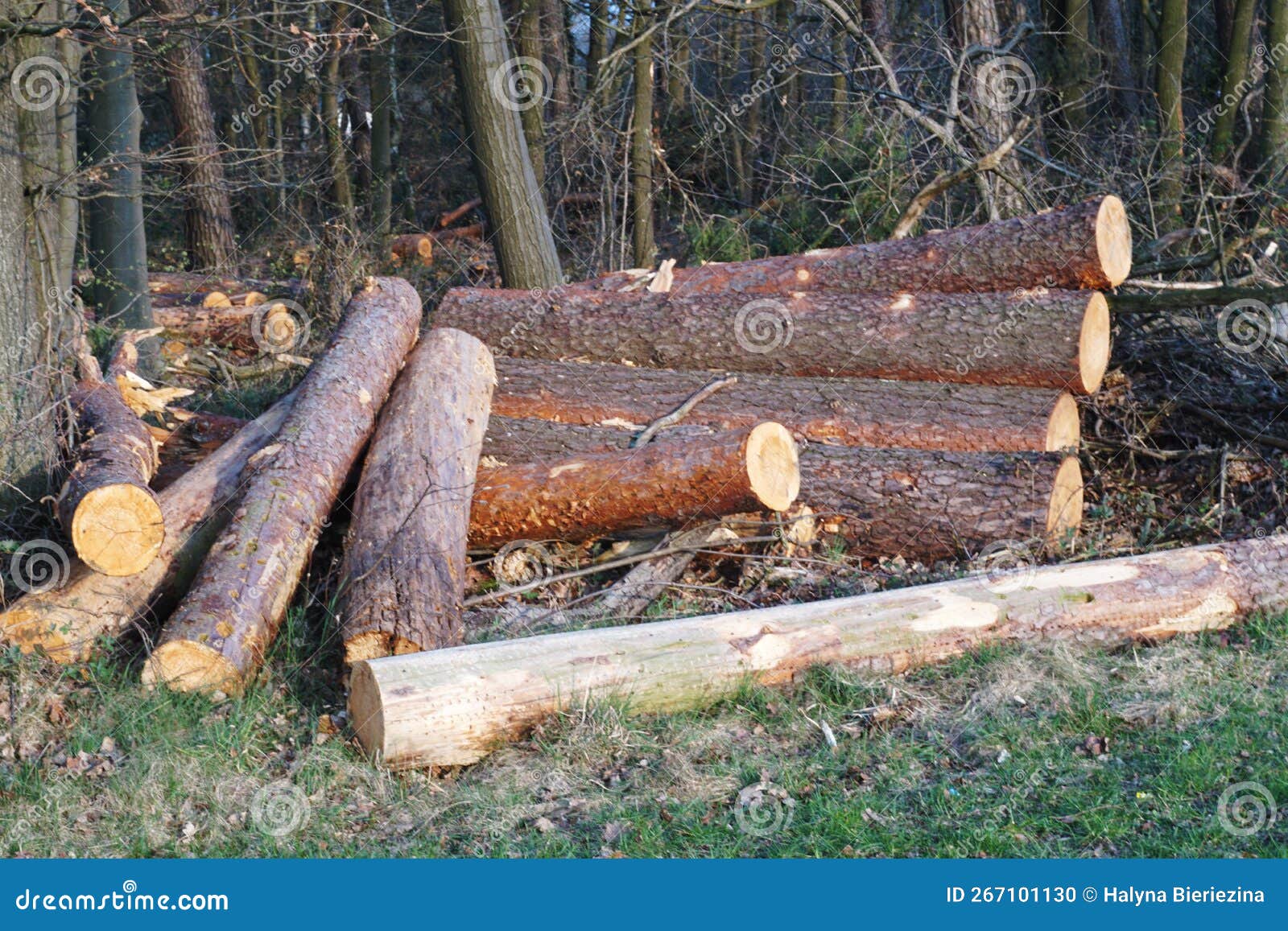 Large Logs Lie in the Middle of a Coniferous Forest in Early Spring ...