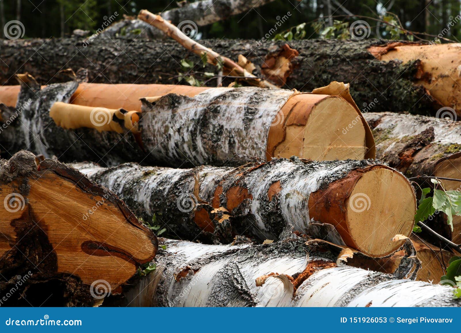 Large Logs Thick Logs with Pieces of Bark Piled Up a Bunch of Cut Down ...