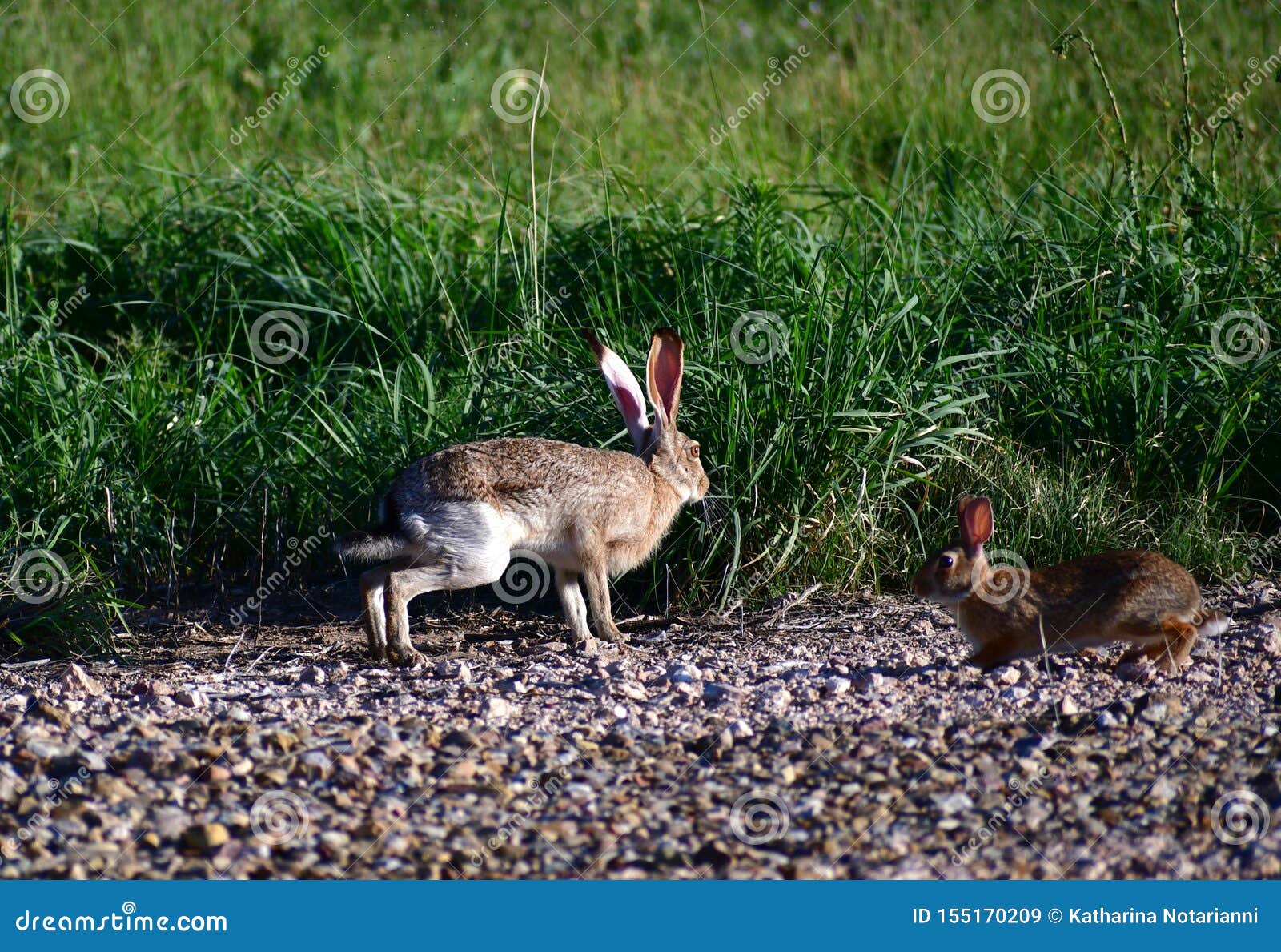 Black-tailed Jackrabbit Hare - Lepus Californicus Stock Image - Image ...