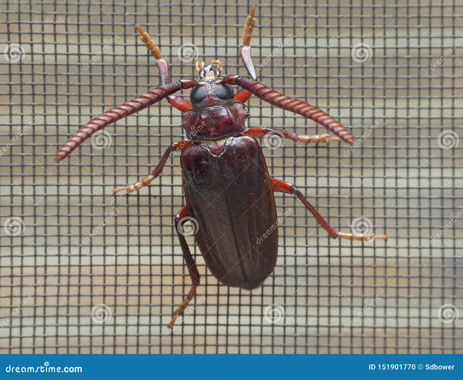 Large Long Horned Beetle Crawling on a Window Screen Stock Photo ...