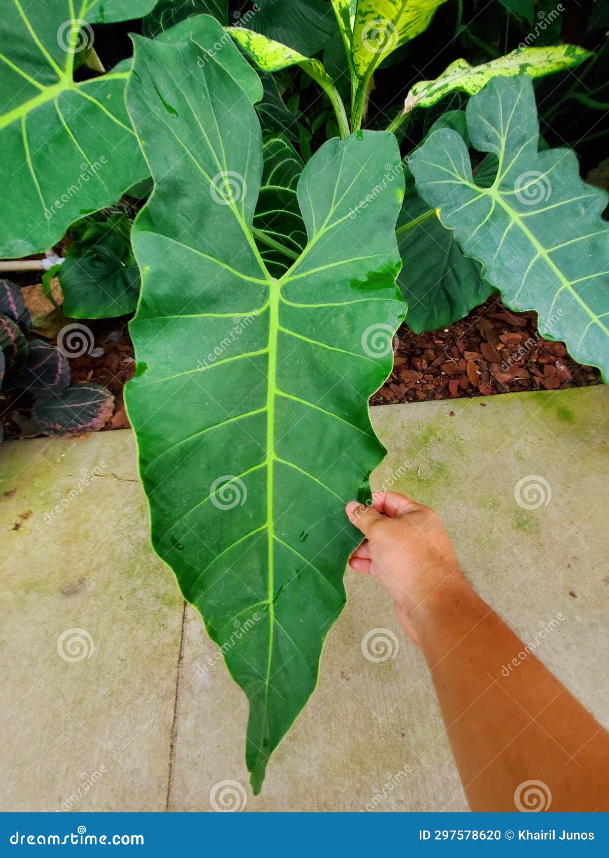 A Large and Long Leaf of Philodendron Maximum, a Rare Tropical Plant ...