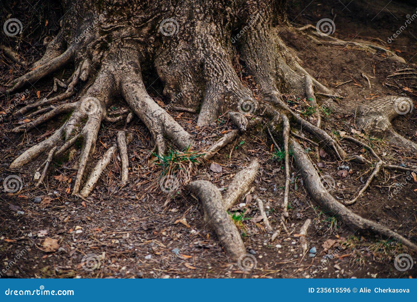 Large and Long Tree Roots. Forest or Park Stock Photo - Image of growth ...