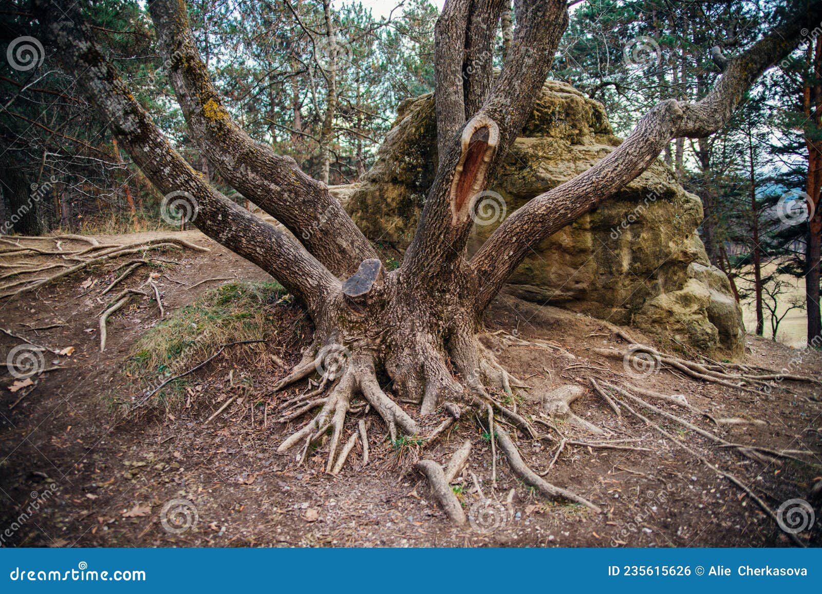 Large and Long Tree Roots. Forest or Park Stock Photo - Image of ...
