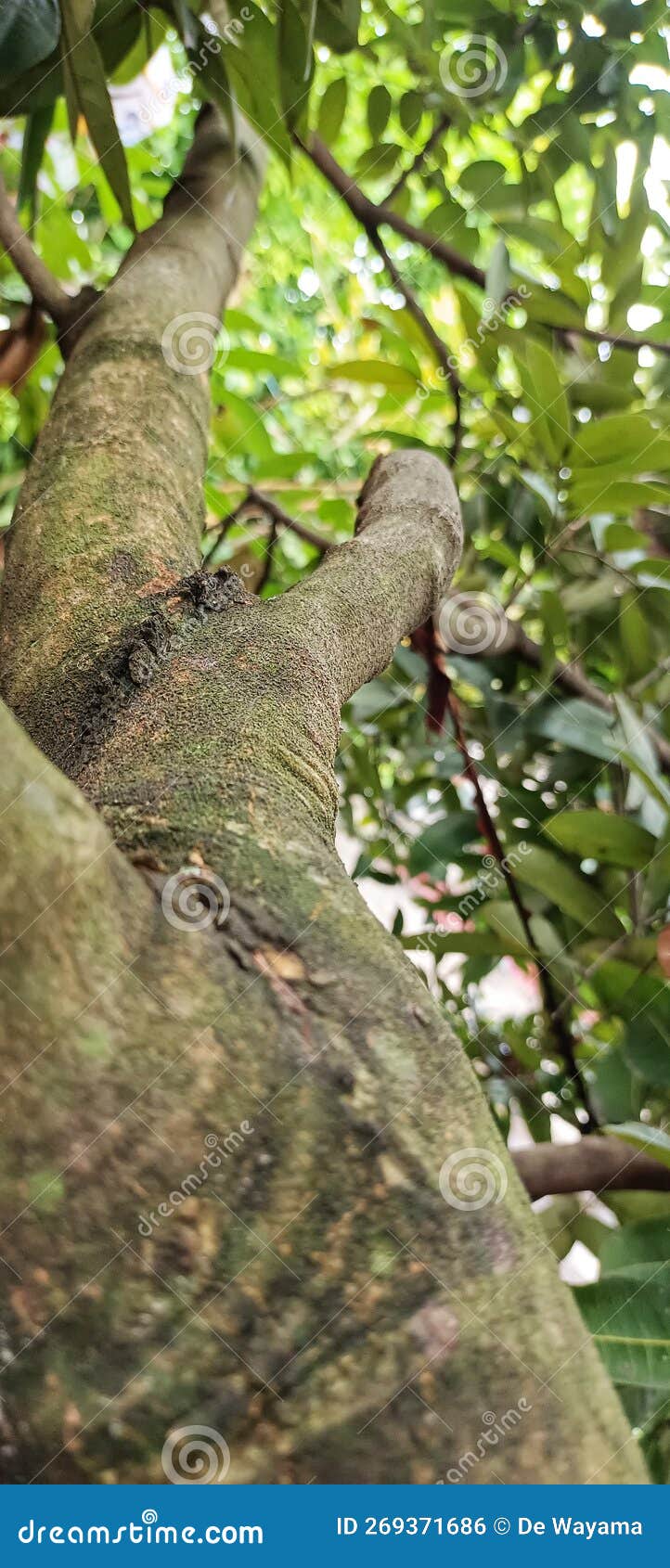 A Large Longan Tree Trunk with Dense Leaves. Longan Tree Stock Photo ...