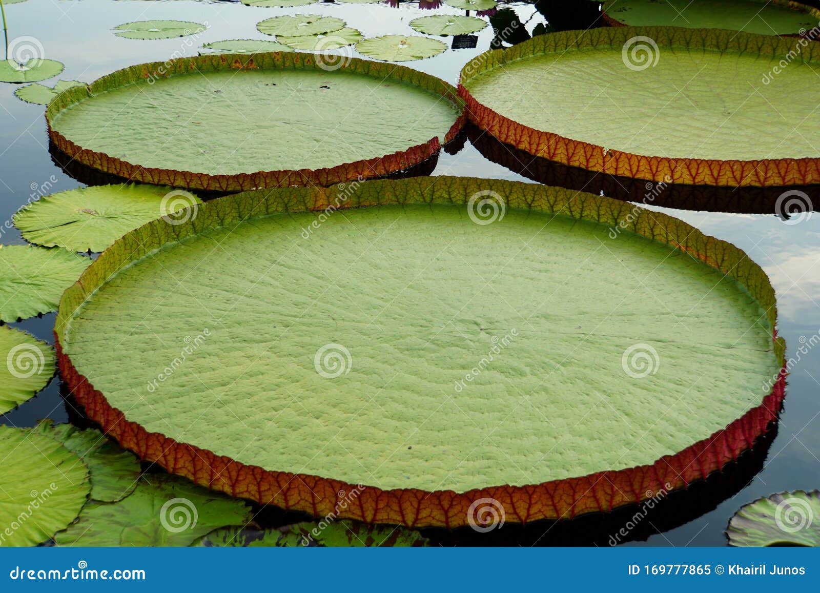 Large Longwood Water Platter Lily Pad Plants Stock Image - Image of ...