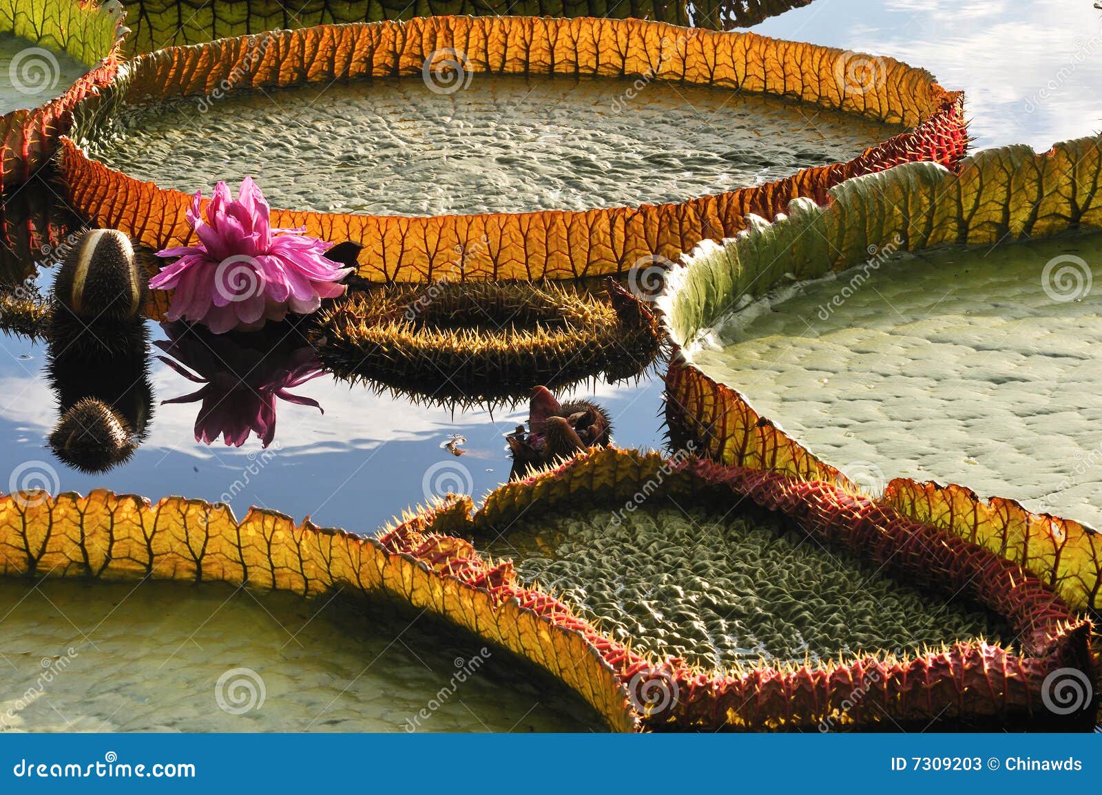 The large lotus stock image. Image of reflection, water - 7309203