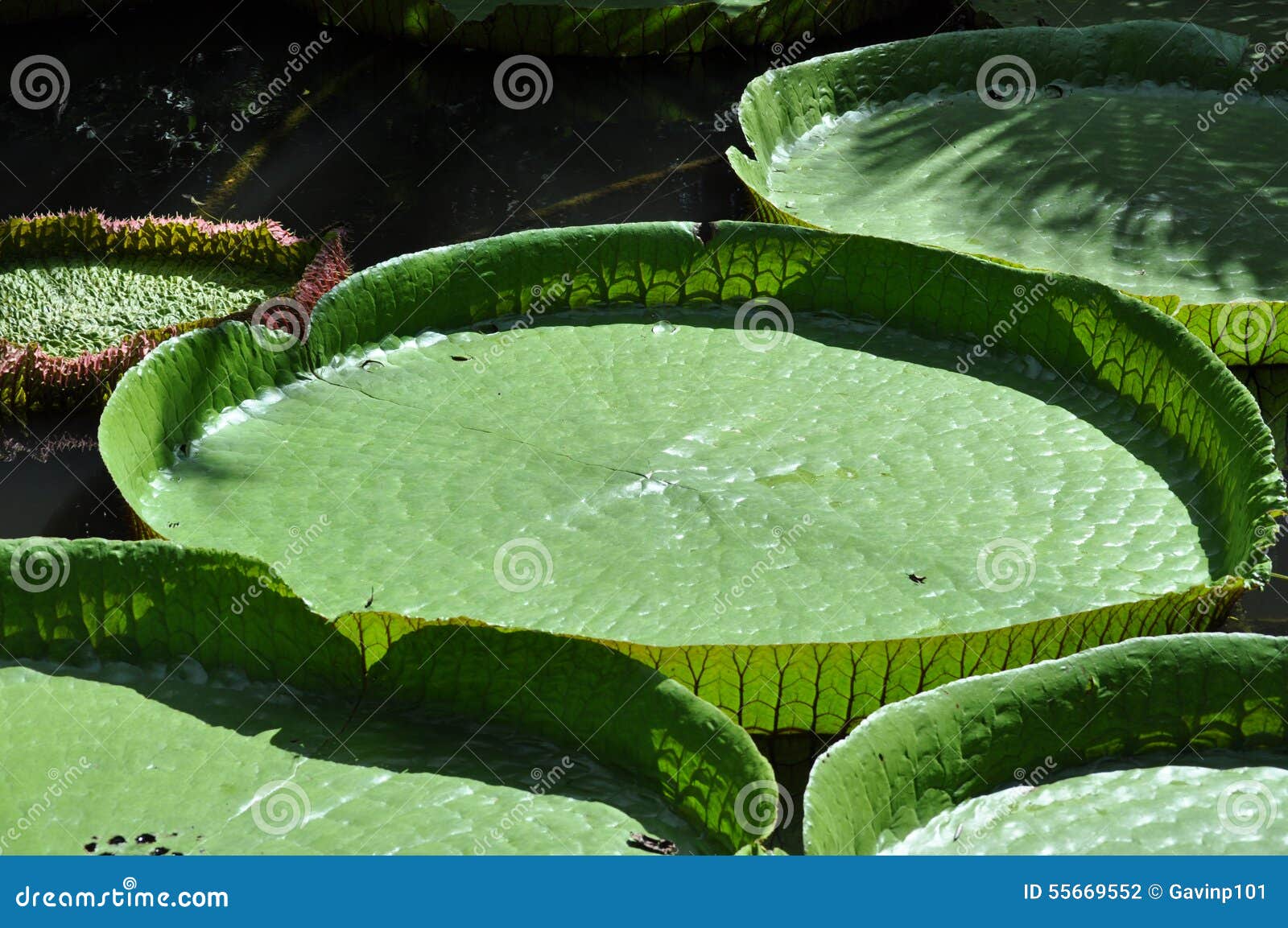 Large Round Victoria Lotus Leaves in a Pond Stock Photo - Image of ...