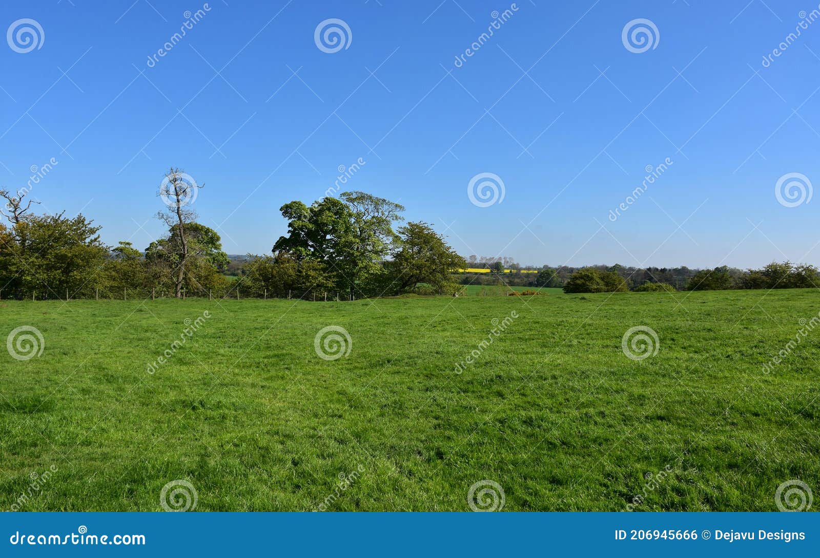 Large Lush Green Grass Pasture in the Spring Stock Photo - Image of ...