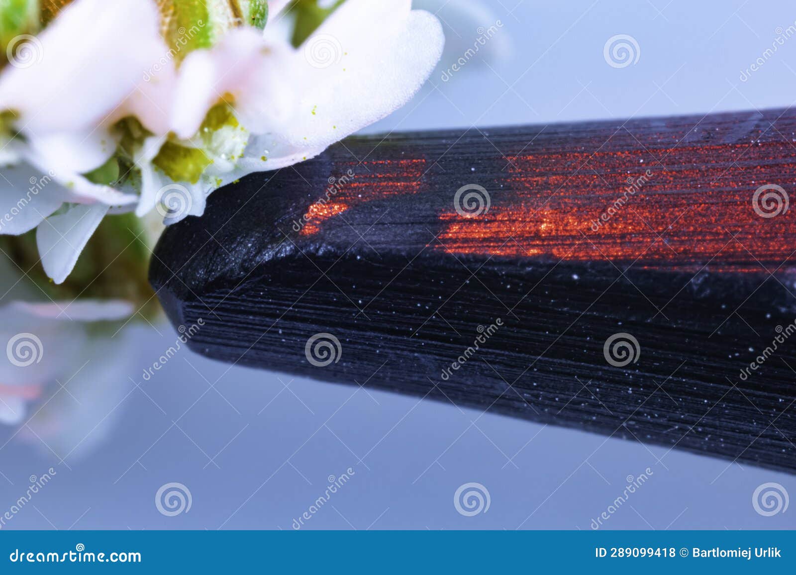 Large Macro, Black Pencil Lead Flower and Red Light Stock Photo - Image ...