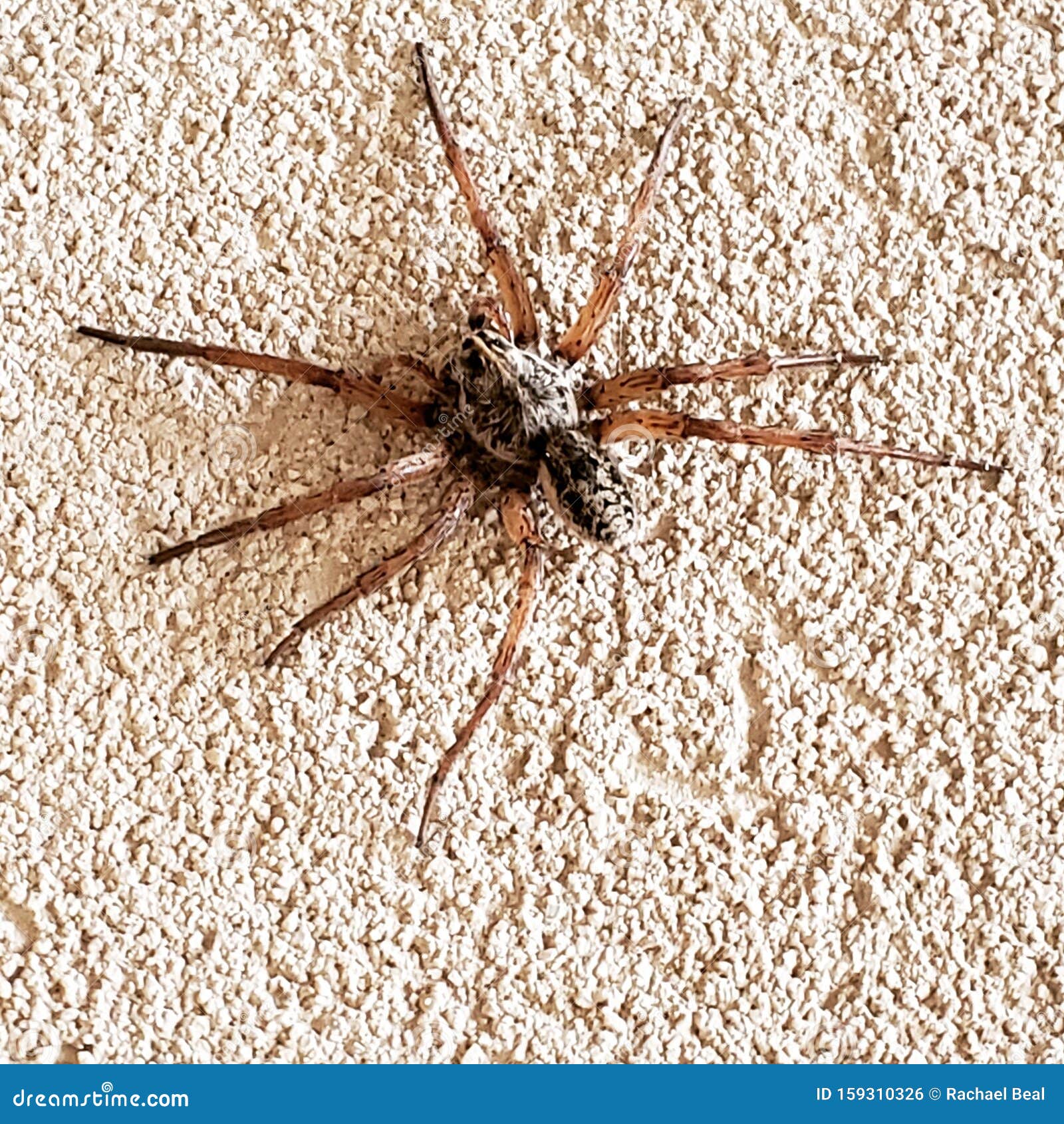 Large Magnificent Wolf Spider on Adobe Stock Photo - Image of adobe ...