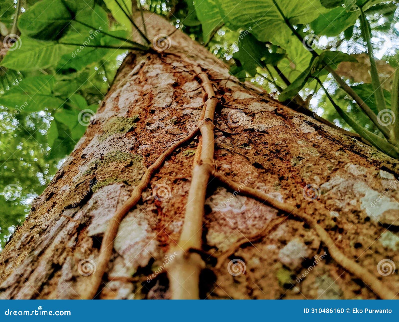 A Large Mahogany Tree Infested with Parasites Stock Photo - Image of ...