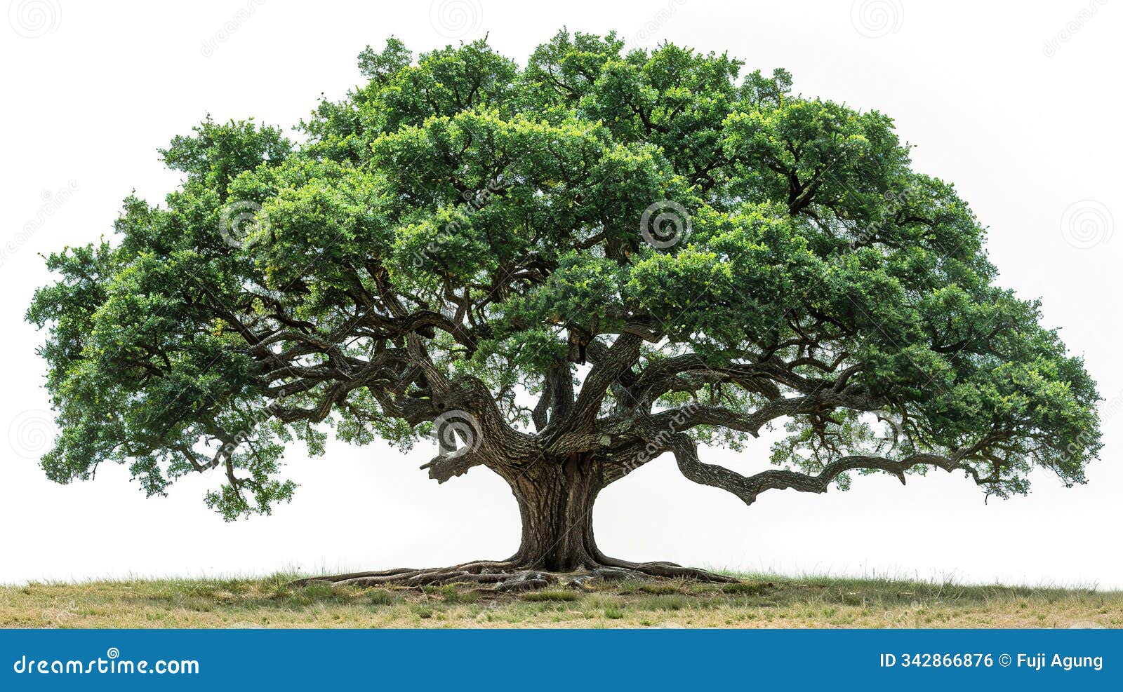 A Large, Majestic Tree with Thick Branches and a Wide Canopy, Isolated ...