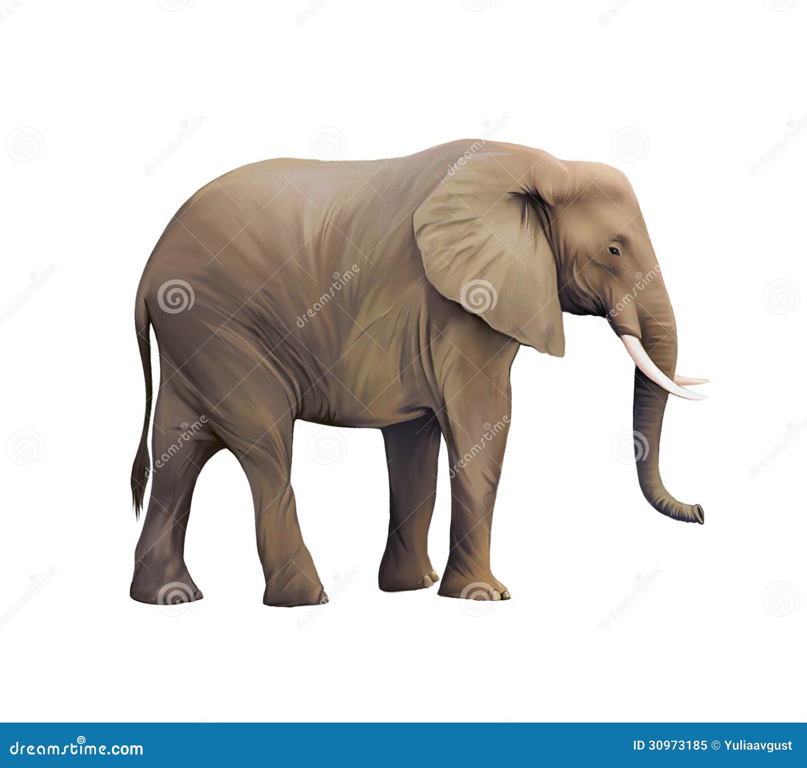 African Elephant With Tusks In Front Of A White Background Cartoon ...