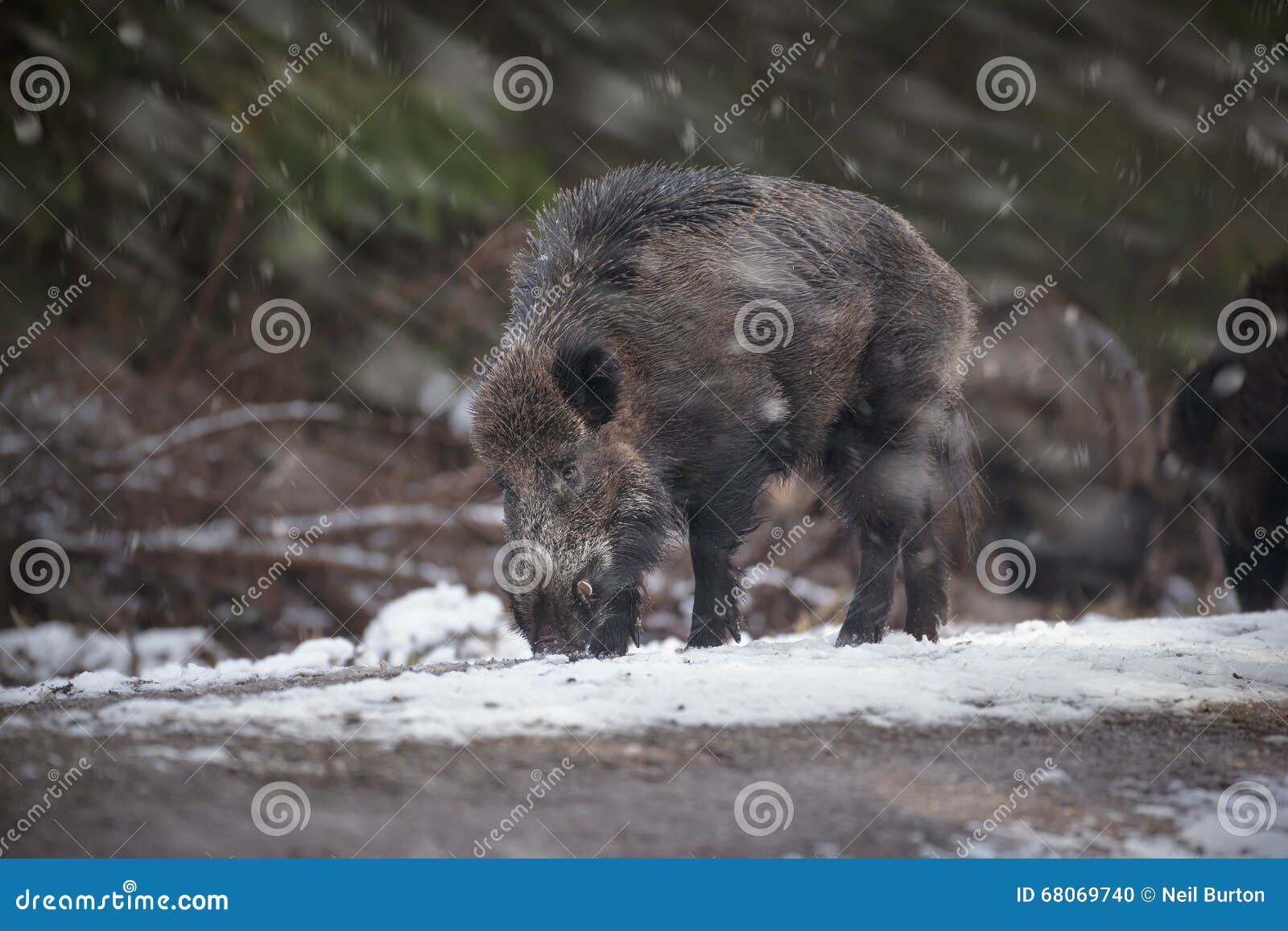 Large male boar in snow stock photo. Image of head, people - 68069740