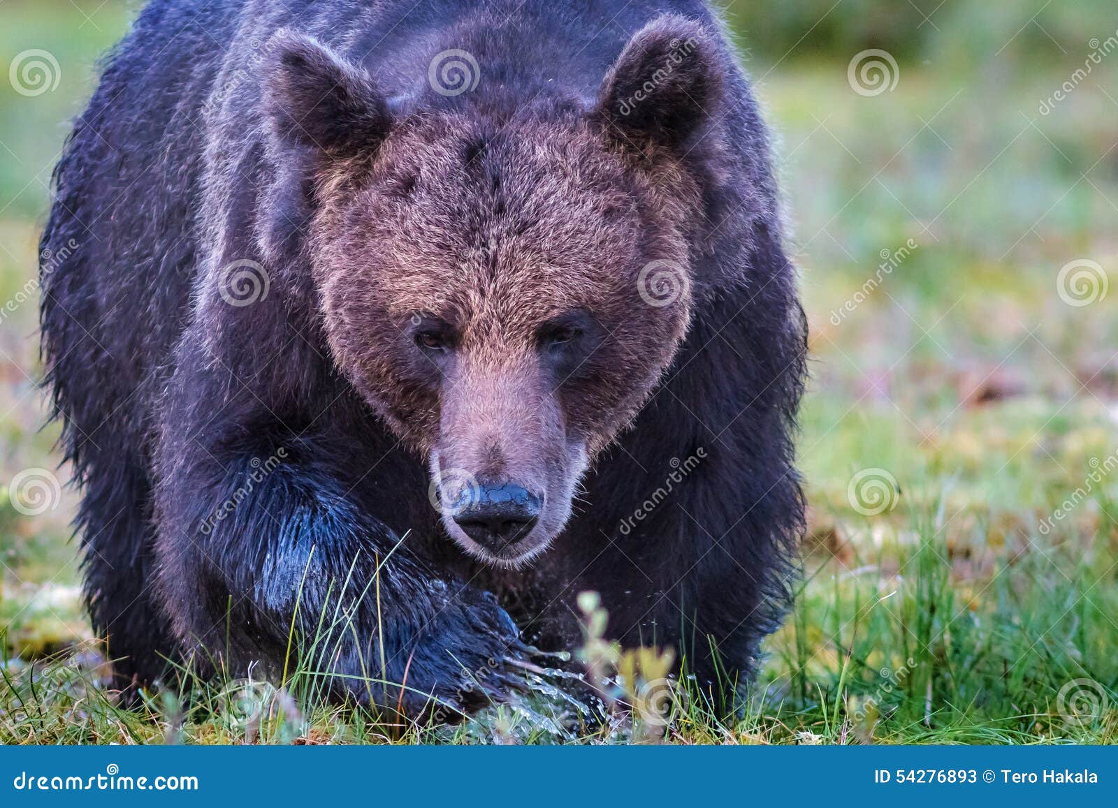 Large Male Brown Bear Approaching, Horizontal Stock Image - Image of ...