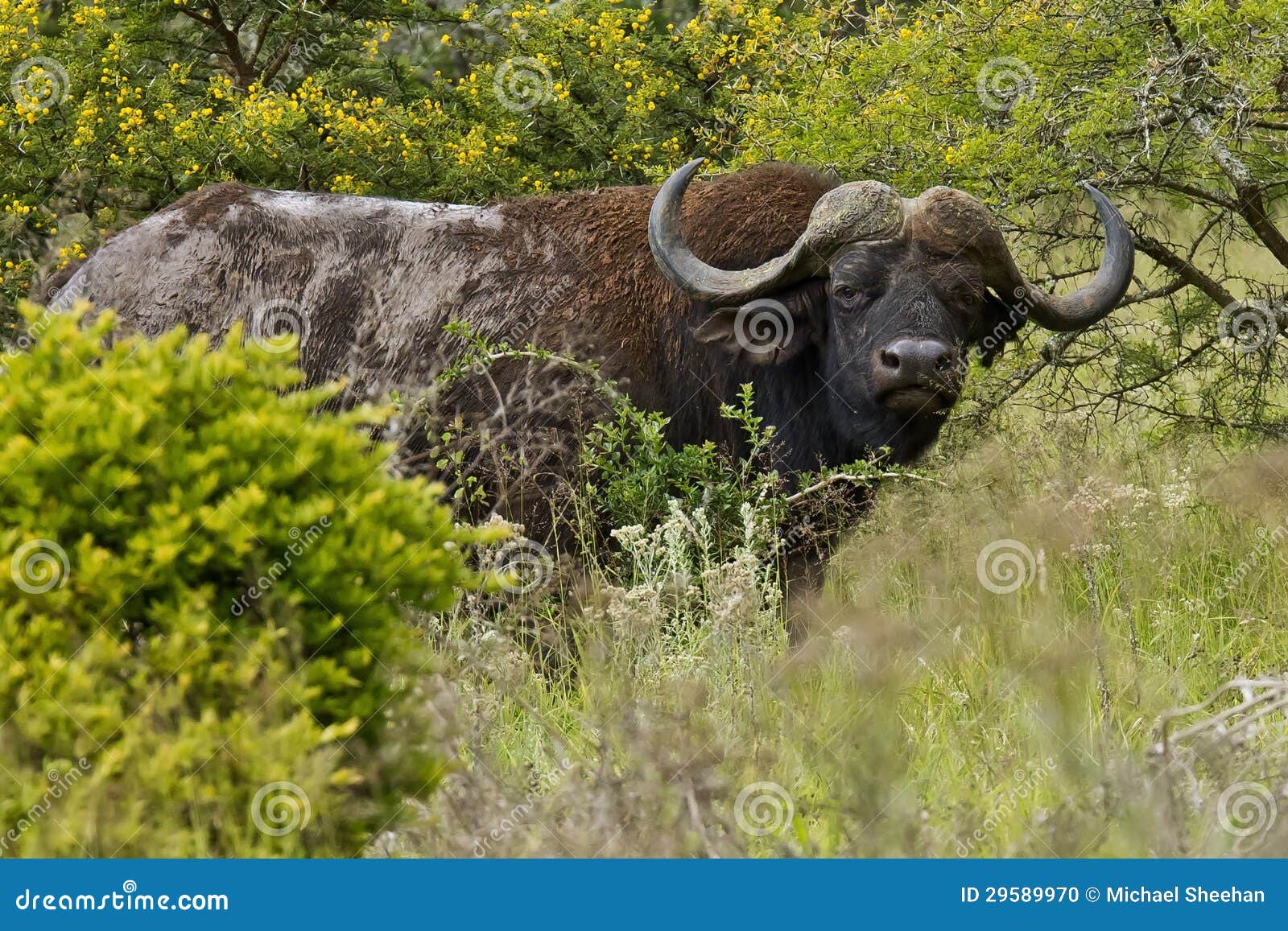 Large male buffalo stock photo. Image of alert, south - 29589970