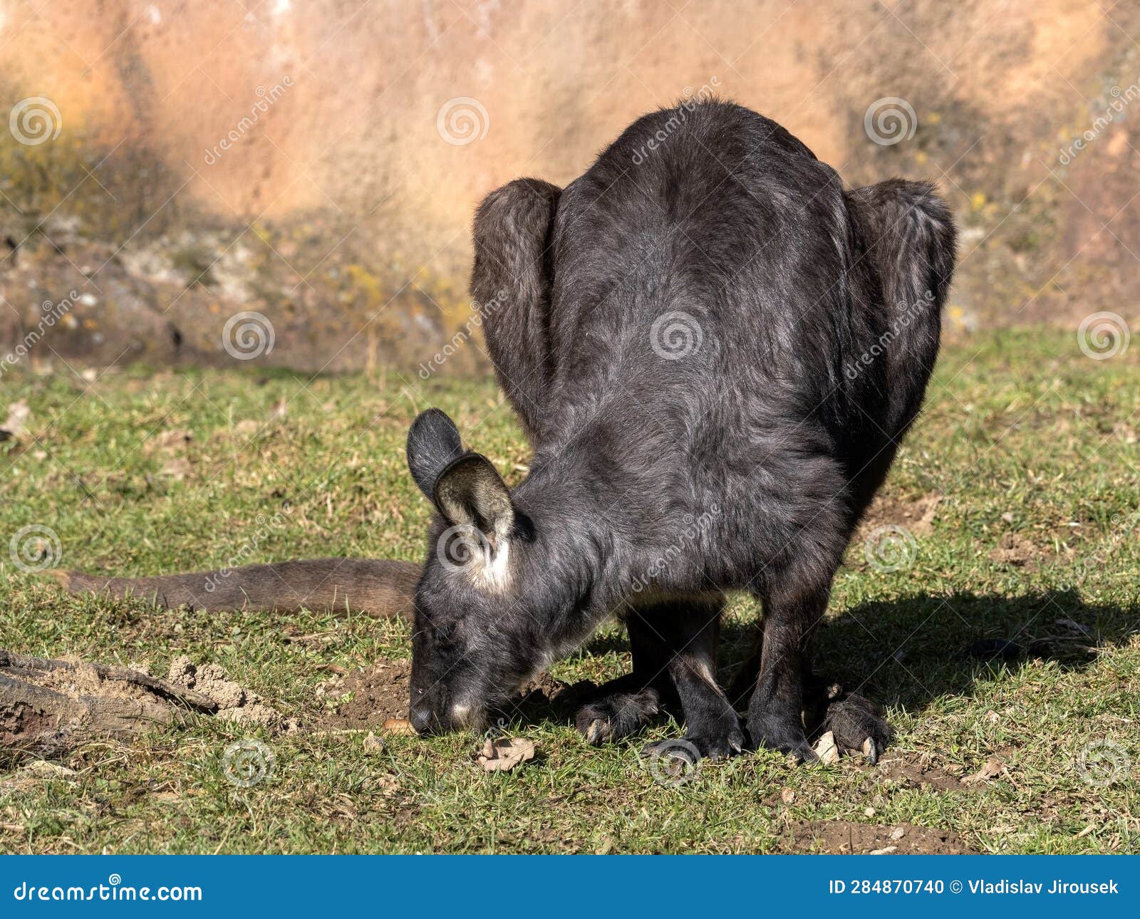 Large Male Common Wallaroo, Macropus R. Robustus, is Grazing on the ...