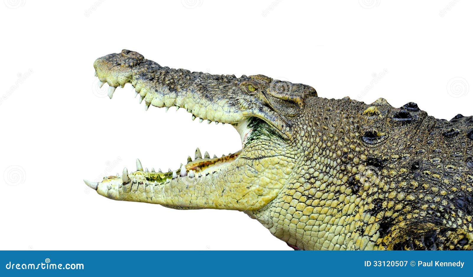 Large Male Crocodile Isolated Stock Image - Image of male, crocodiles ...