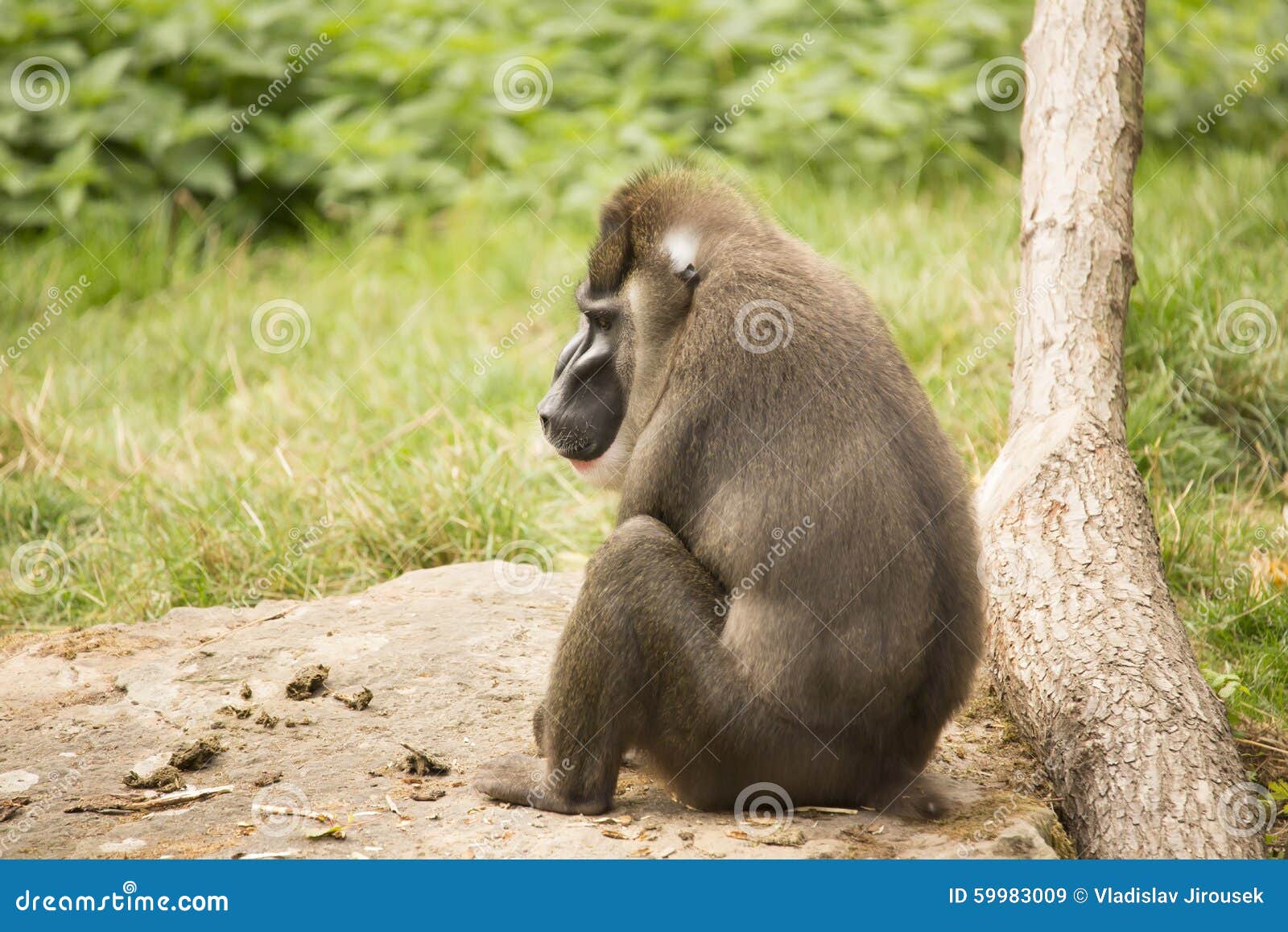 A Large Male Drill, Mandrillus Leucophaeus Stock Image - Image of ...