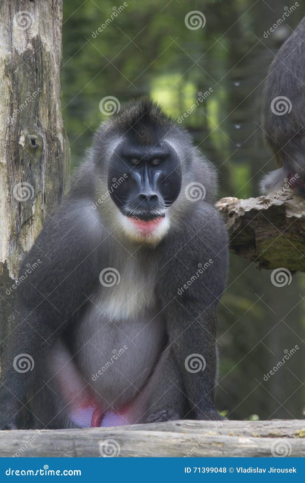 Large Male Drill, Mandrillus Leucophaeus Stock Photo - Image of africa ...